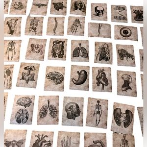 Design | Anatomy Human Body Skeleton Stickers | Poshmark